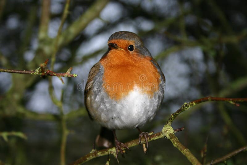 Robin stock photo. Image of bird, sitting, robin, hedge - 47595976