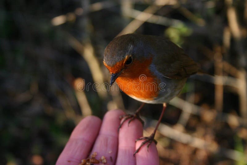 Robin stock photo. Image of breast, robin, hand, bird - 48905738
