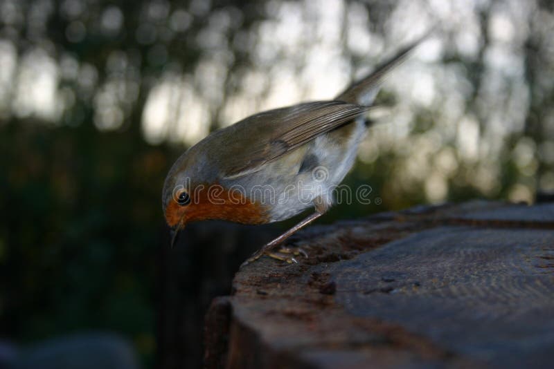 Robin stock photo. Image of robin, looking, bird, standing - 47216936