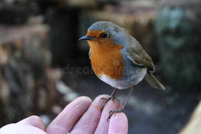 Robin stock image. Image of standing, hand, robin, finger - 48995973
