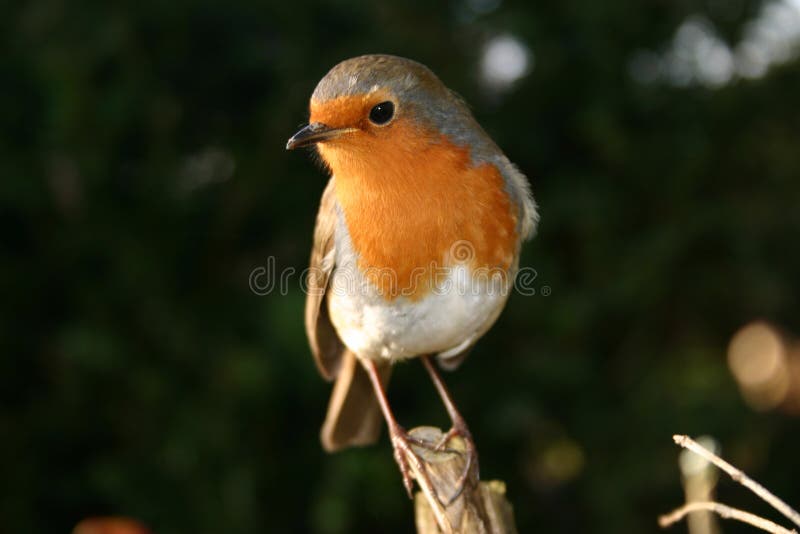 Robin stock image. Image of breast, beak, fauna, organism - 47366453