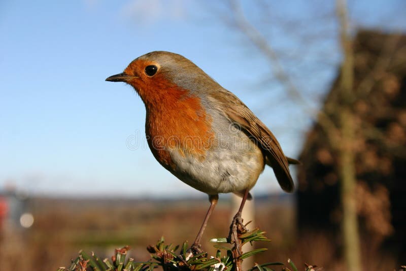 Robin stock photo. Image of breast, standing, robin, blue - 47736252