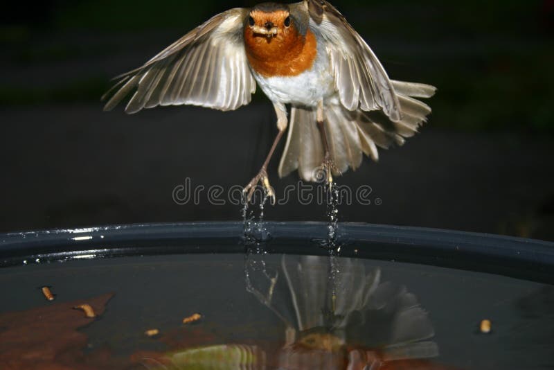 Robin stock photo. Image of perfect, standing, edge, breast - 47131326