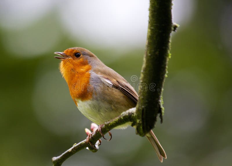 Robin Red Breast stock photo. Image of robin, bird, holiday - 47212808