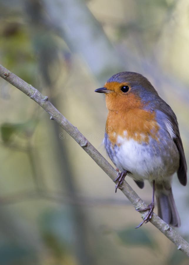 Robin Red Breast stock image. Image of industry, close - 47215031