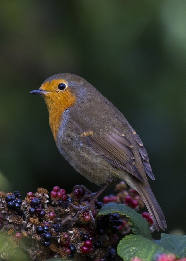 Robin Red Breast stock photo. Image of lumber, european - 47213838