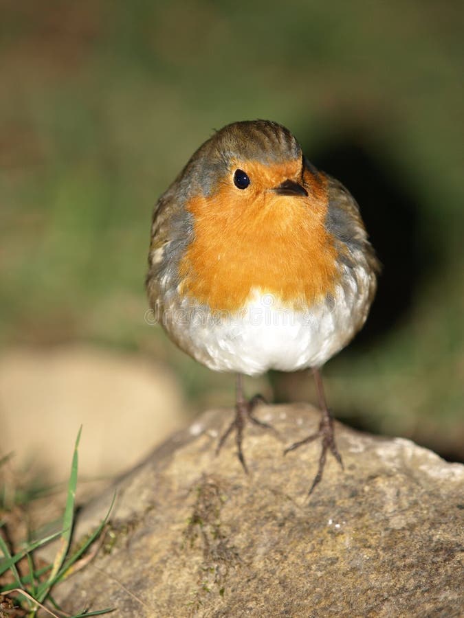 Robin Red Breast Chick stock image. Image of feathers - 6986553