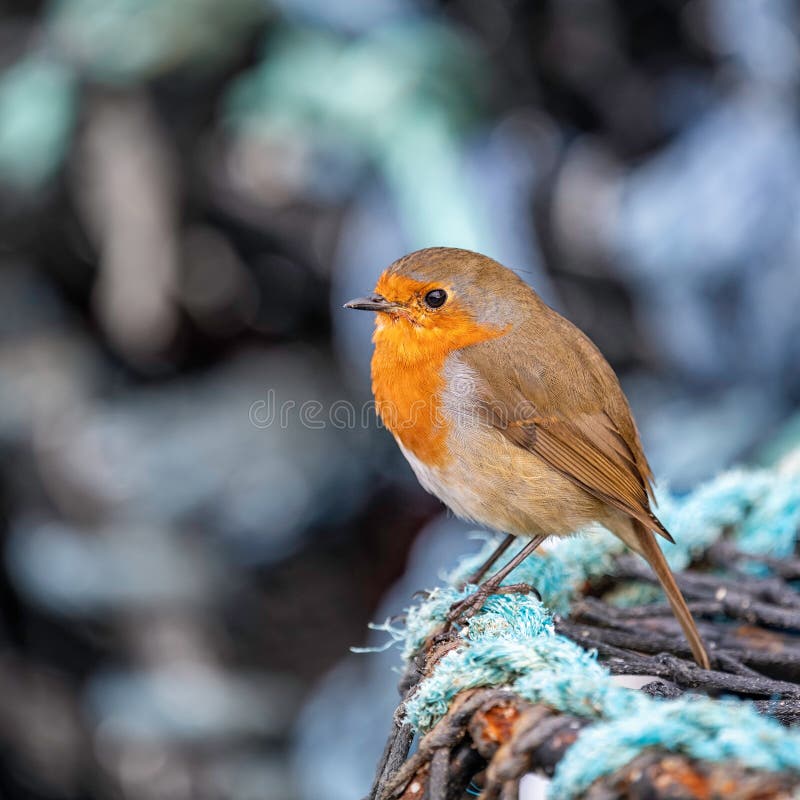 Robin Red Breast Erithacus Rubecula on Lobster Pot Stock Image - Image ...