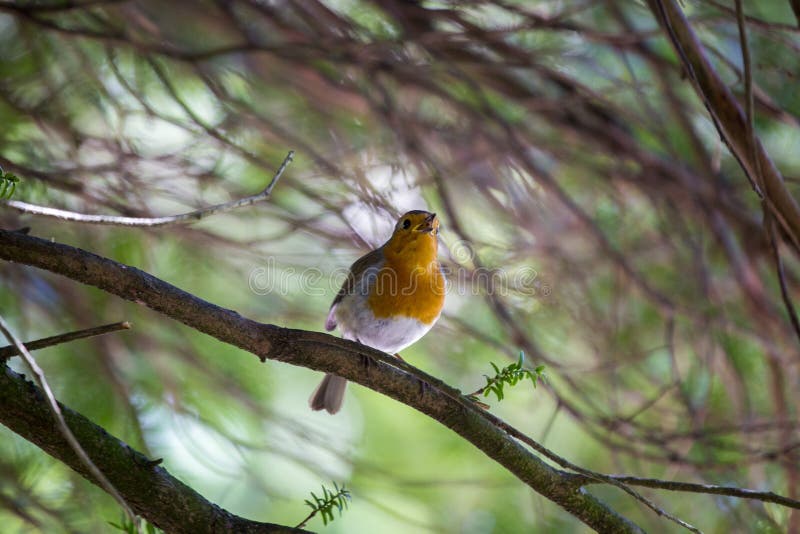 Robin Red Breast (Erithacus Rubecula) Stock Image - Image of fragility ...