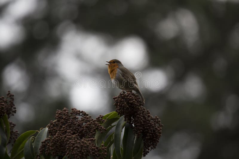 Robin Red Breast (Erithacus Rubecula) Stock Photo - Image of animals ...