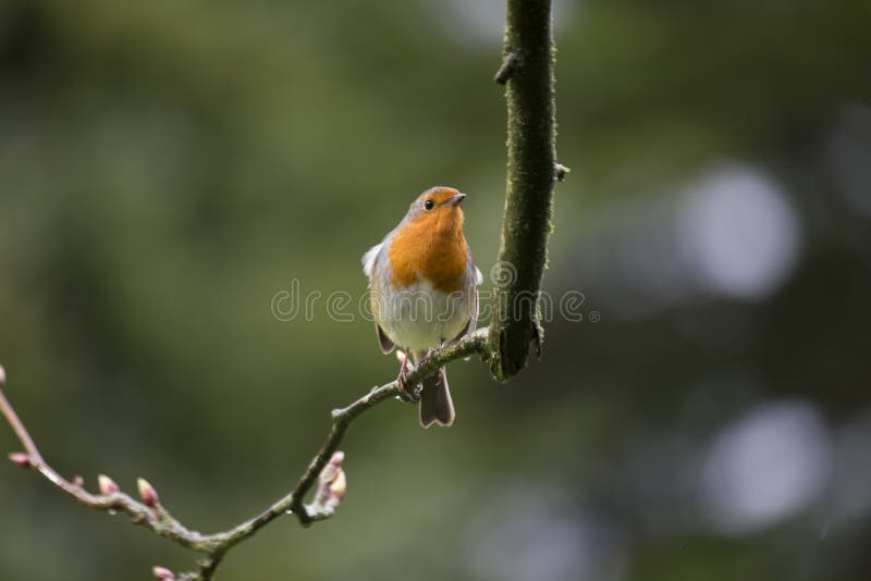 Robin Red Breast (Erithacus Rubecula) Stock Photo - Image of fragility ...