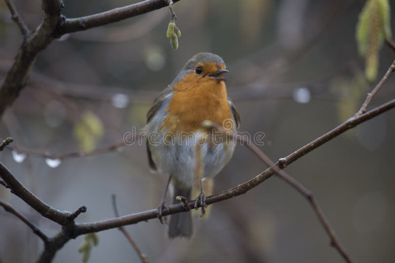 Robin Red Breast (Erithacus Rubecula) Stock Image - Image of european ...