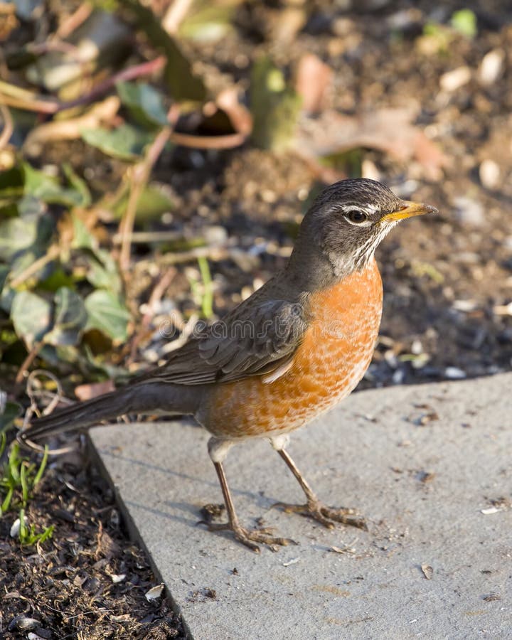 Robin stock image. Image of nature, bird, cute, garden - 65776689