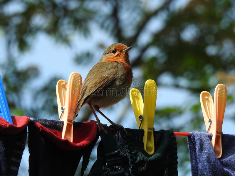 A Robin Perched on a Washing Line Stock Photo - Image of breast ...