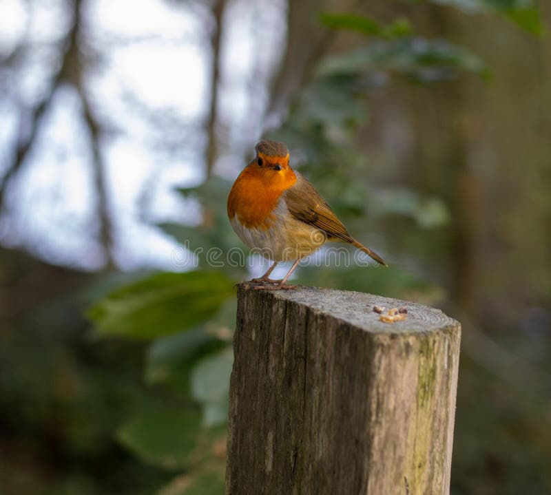 Robin red breast on a post stock image. Image of feather - 293833539