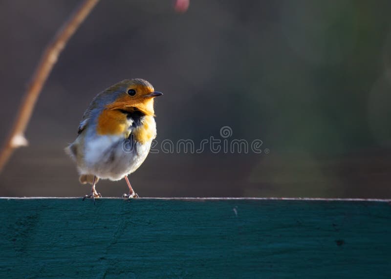 Robin Red Breast stock photo. Image of leaf, animal, holiday - 48163772