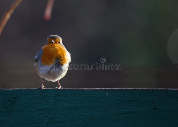 Robin Red Breast stock image. Image of close, front, adulation - 48163831