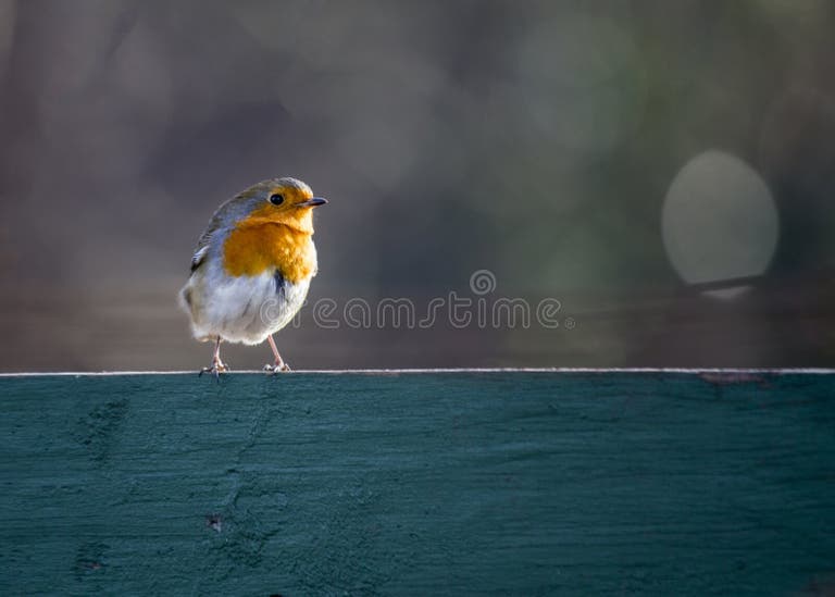 Robin Red Breast stock image. Image of hedge, back, breast - 48164313