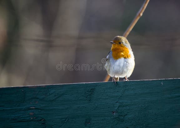 Robin Red Breast stock photo. Image of animals, orange - 48164368