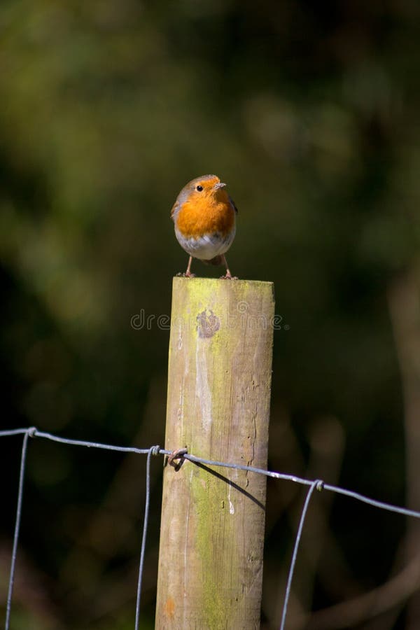 Robin stock image. Image of branch, breast, perched, perch - 69735829