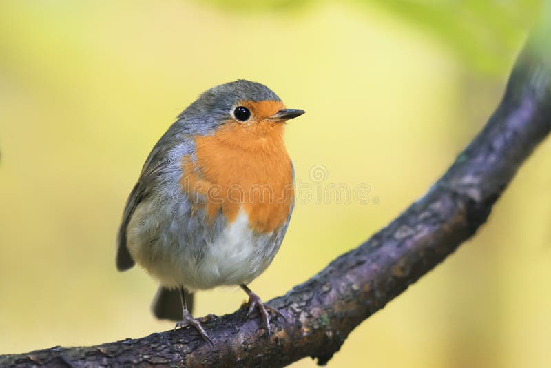 Robin Red Breast Sitting on a Tree in Autumn Park Stock Photo - Image ...
