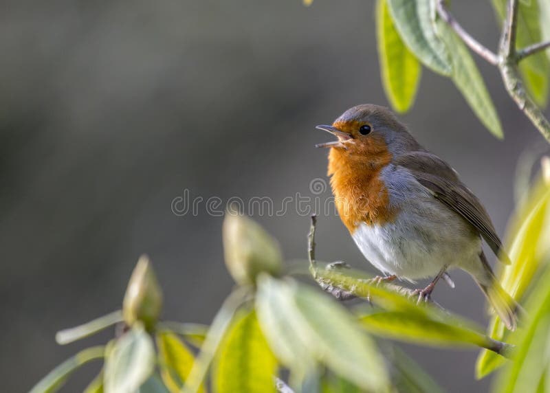 Robin Red Breast stock image. Image of breast, cute, holiday - 50579349