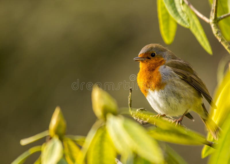 Robin Red Breast stock image. Image of branch, leaf, nature - 50579501