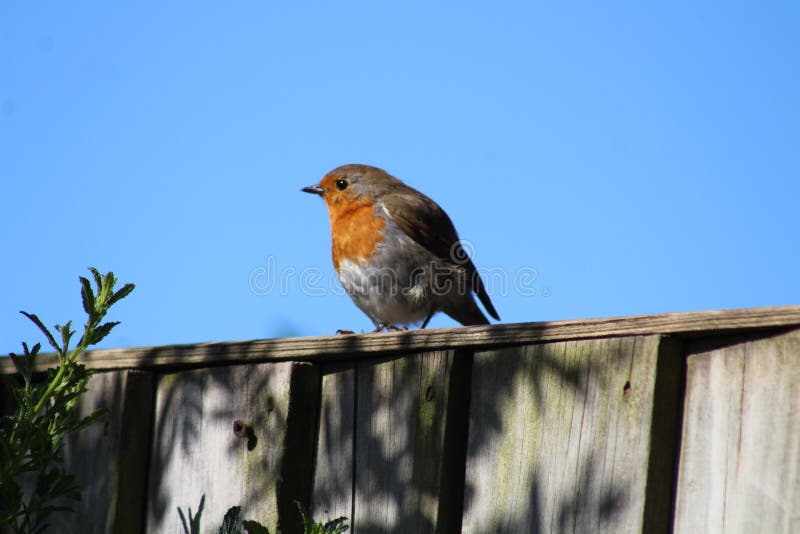 A Garden Robin Standing on a Fence Post Stock Photo - Image of robin ...