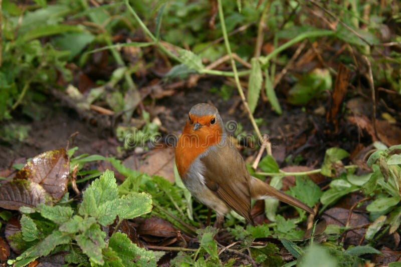 Robin stock photo. Image of standing, proud, breast, robin - 46514198
