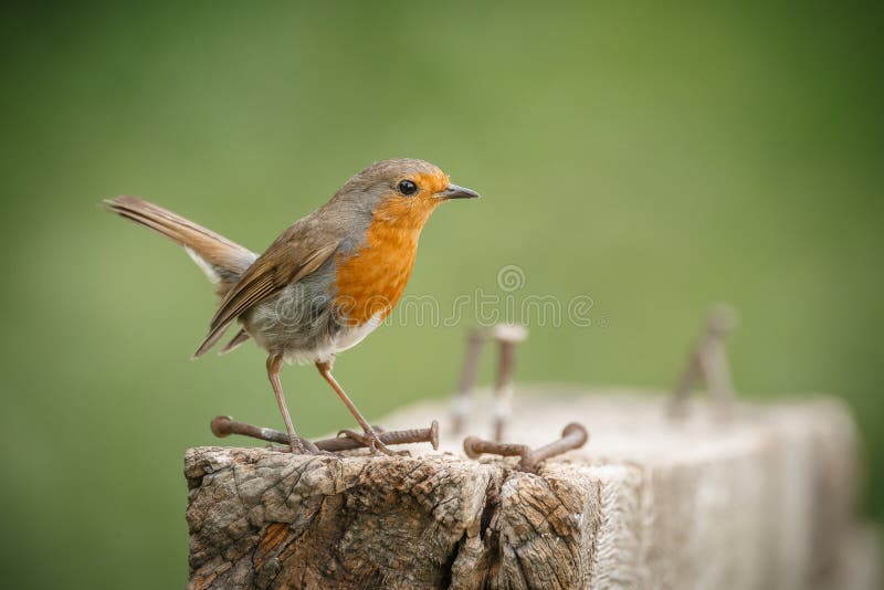 Robin red breast stock photo. Image of branch, bird, feather - 73429194