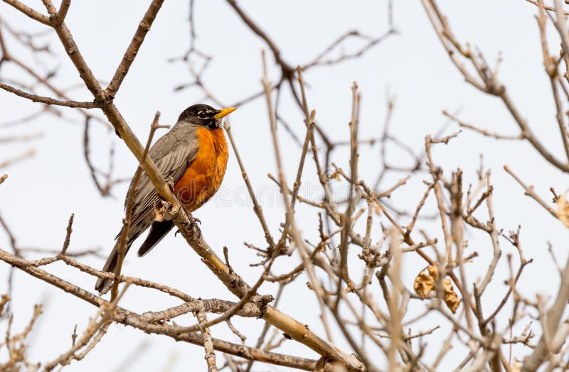 Robin Red Breast stock image. Image of wild, perched - 42455899