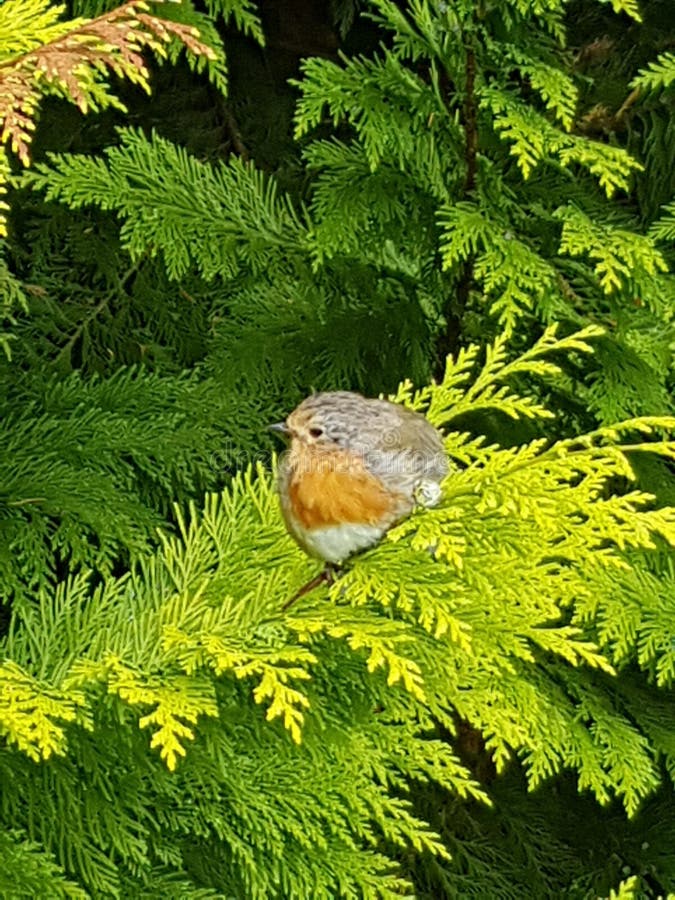 Robin Red Breast Tree Sunshine Stock Photo - Image of sunshine, robin ...
