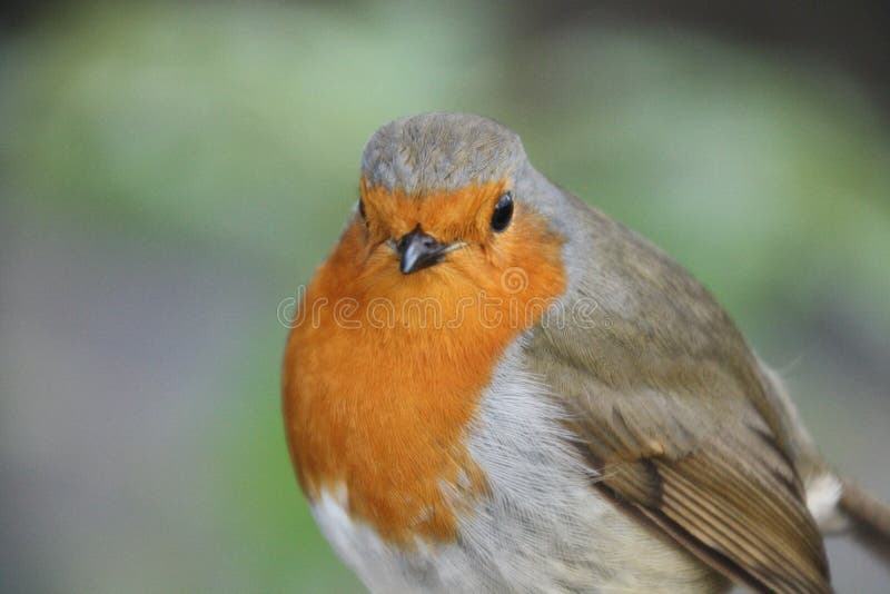 Robin Red Breast Up Close stock photo. Image of feathers - 109278606