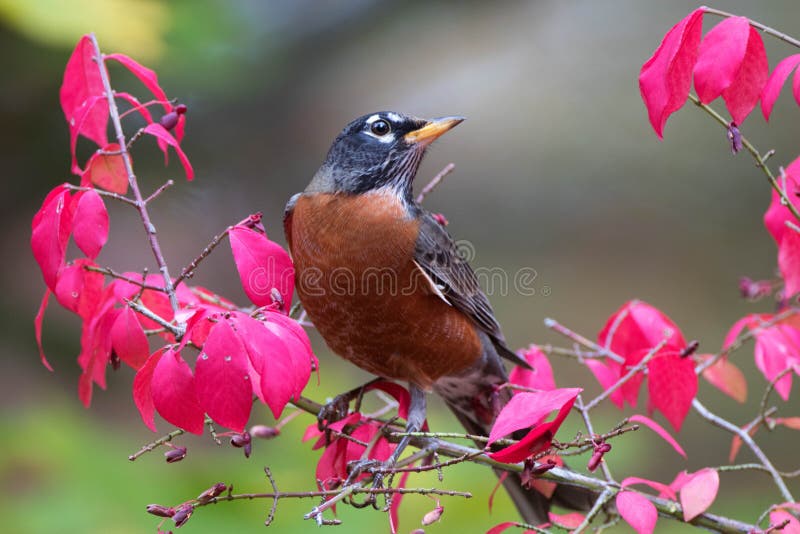Robin Red stock photo. Image of fall, birdwatching, birding - 80648382
