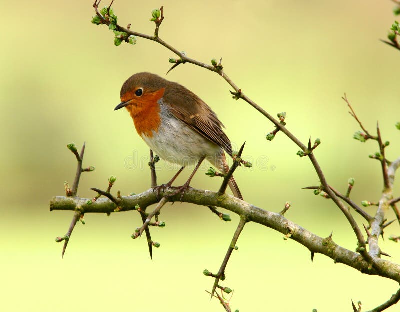 Robin Redbreast stock photo. Image of springtime, branch - 106190