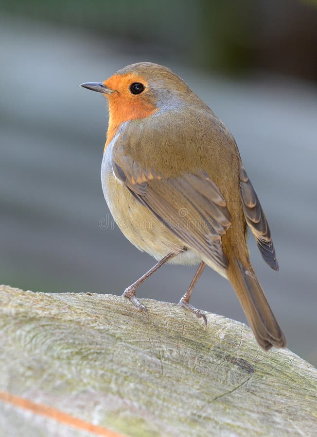 Robin Redbreast stock image. Image of hedgerow, outdoors - 49476847