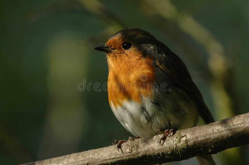 Robin Redbreast stock photo. Image of ornitholigy, birds - 754574