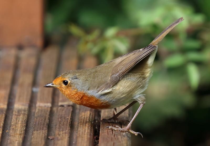 Robin redbreast bird stock photo. Image of european - 196363478