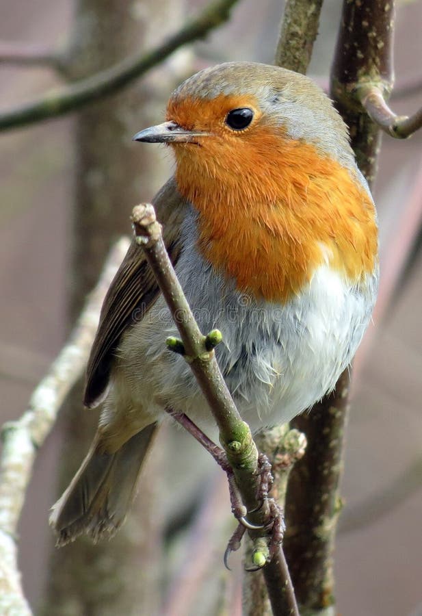 Robin Redbreast Picture. Image: 82964710