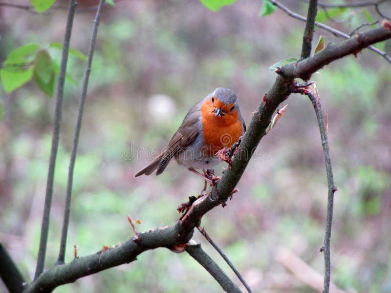 Robin Redbreast stock image. Image of robin, natuur, nature - 59829943
