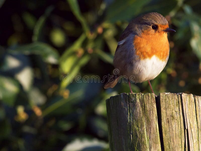 Robin Redbreast. a British Garden Bird in the Spring Stock Image ...
