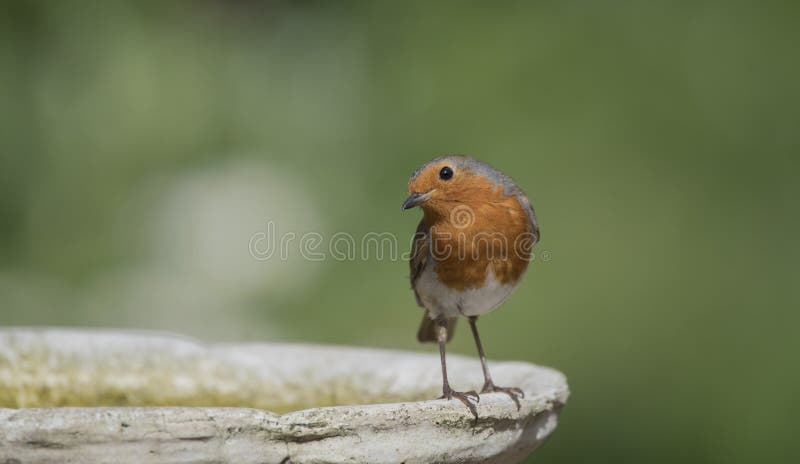 Robin redbreast stock photo. Image of spring, cute, bird - 93798364