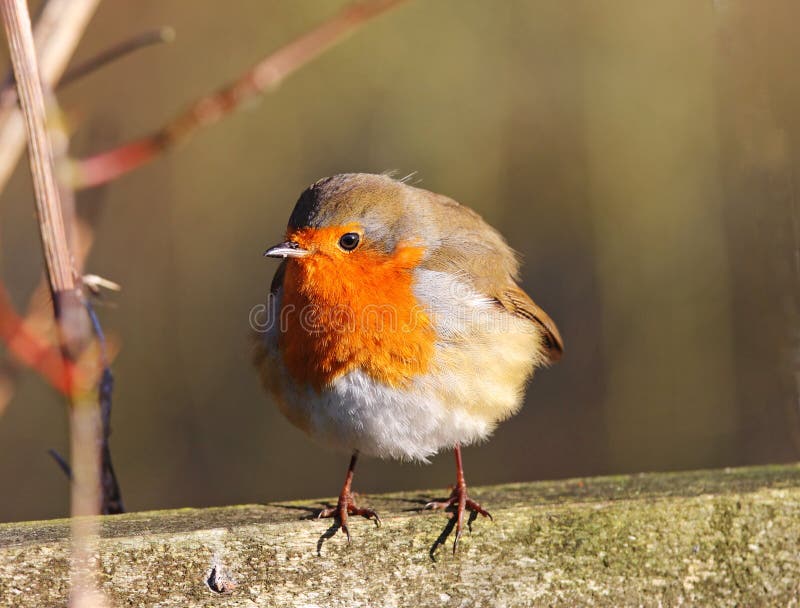 Robin Redbreast (Erithacus Rubecula) Stock Photo - Image of feathers ...