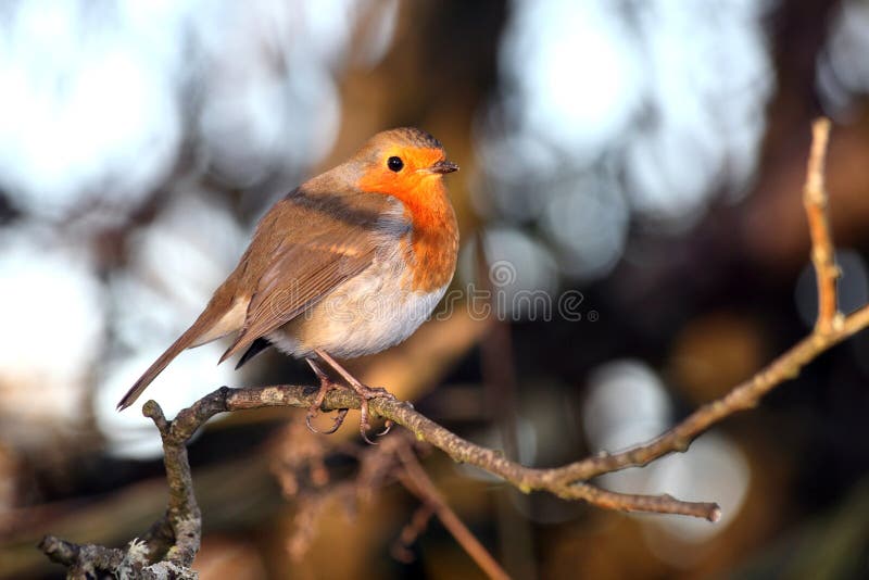 A Robin Redbreast in the Early Spring Stock Image - Image of bank ...