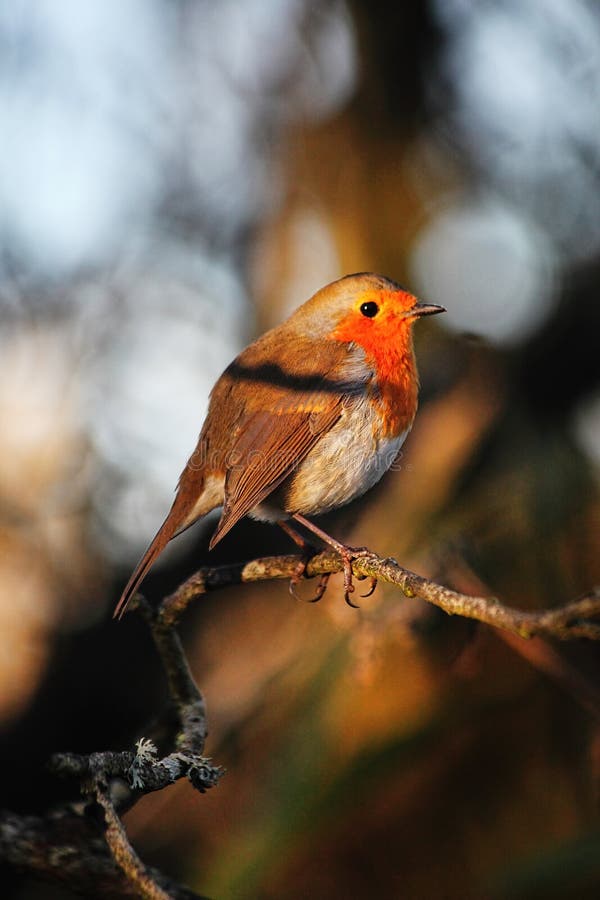 Robin redbreast stock photo. Image of animal, park, redbreast - 82571744