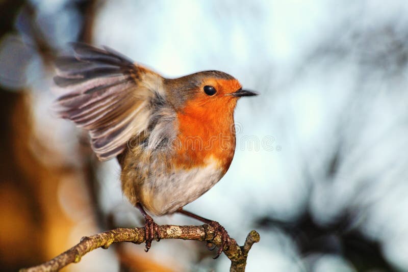 Robin Redbreast stock image. Image of hedgerow, outdoors - 49476847