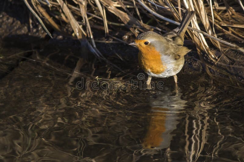 Robin Redbreast Erithacus Rubicula Stock Photo - Image of singing, bush ...