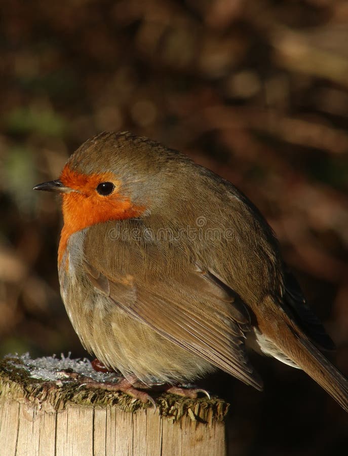 Robin Redbreast on Fence Post Stock Photo - Image of bird, roben: 299478772