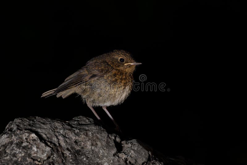 211 Espejo Photos - Free & Royalty-Free Stock Photos from Dreamstime