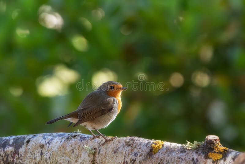 A Robin, Redbreast, in a Forest in Espejo, Alava Stock Photo - Image of ...